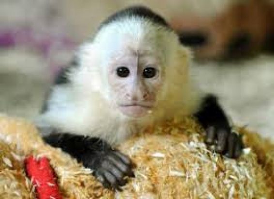 Finger Marmosets,Capuchin Monkeys Available Columba